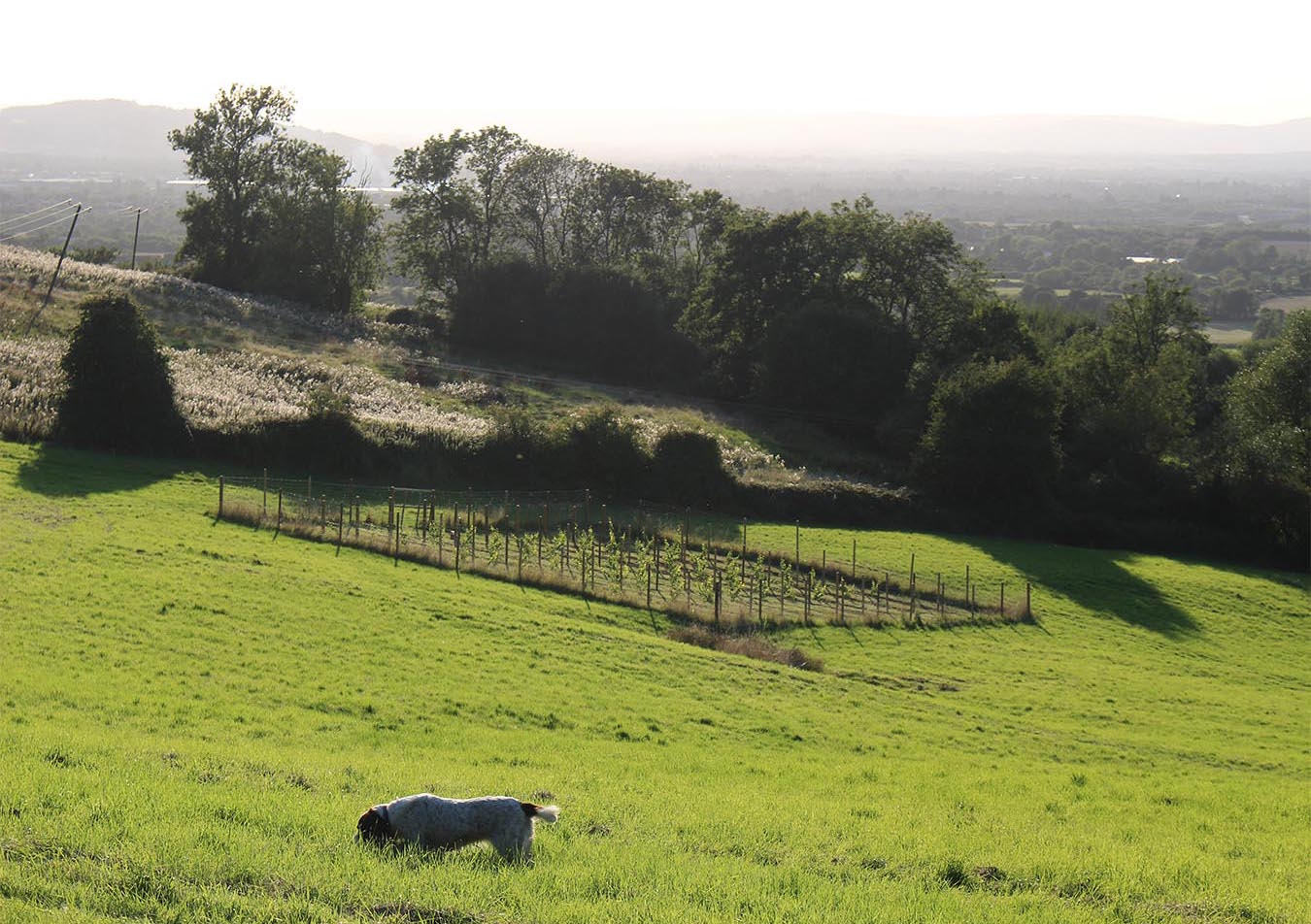 Dryhill - Surrounding Area_0005_IMG_1584